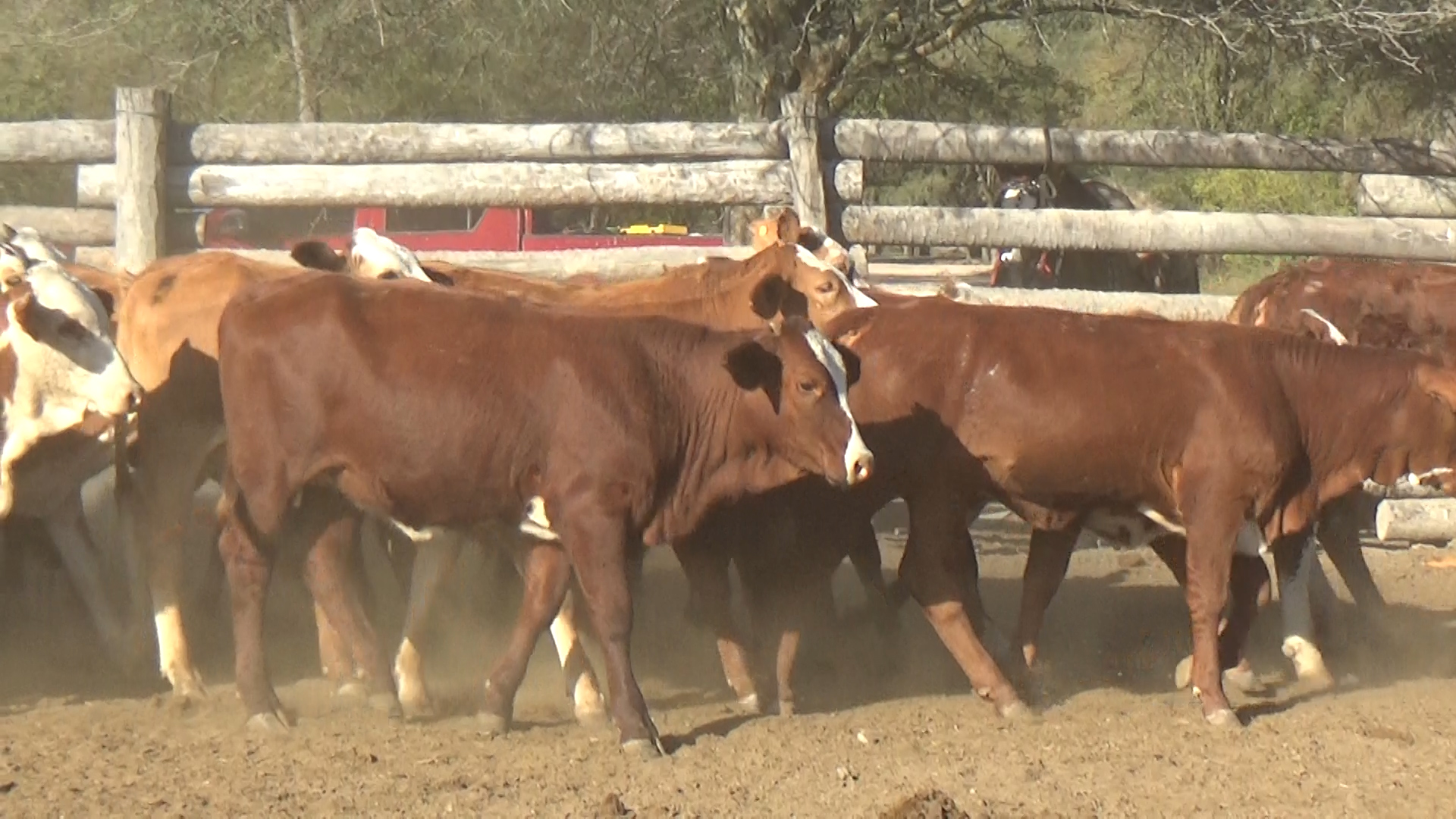 Lote 1 - N° insp. 5532 — EVERDEM