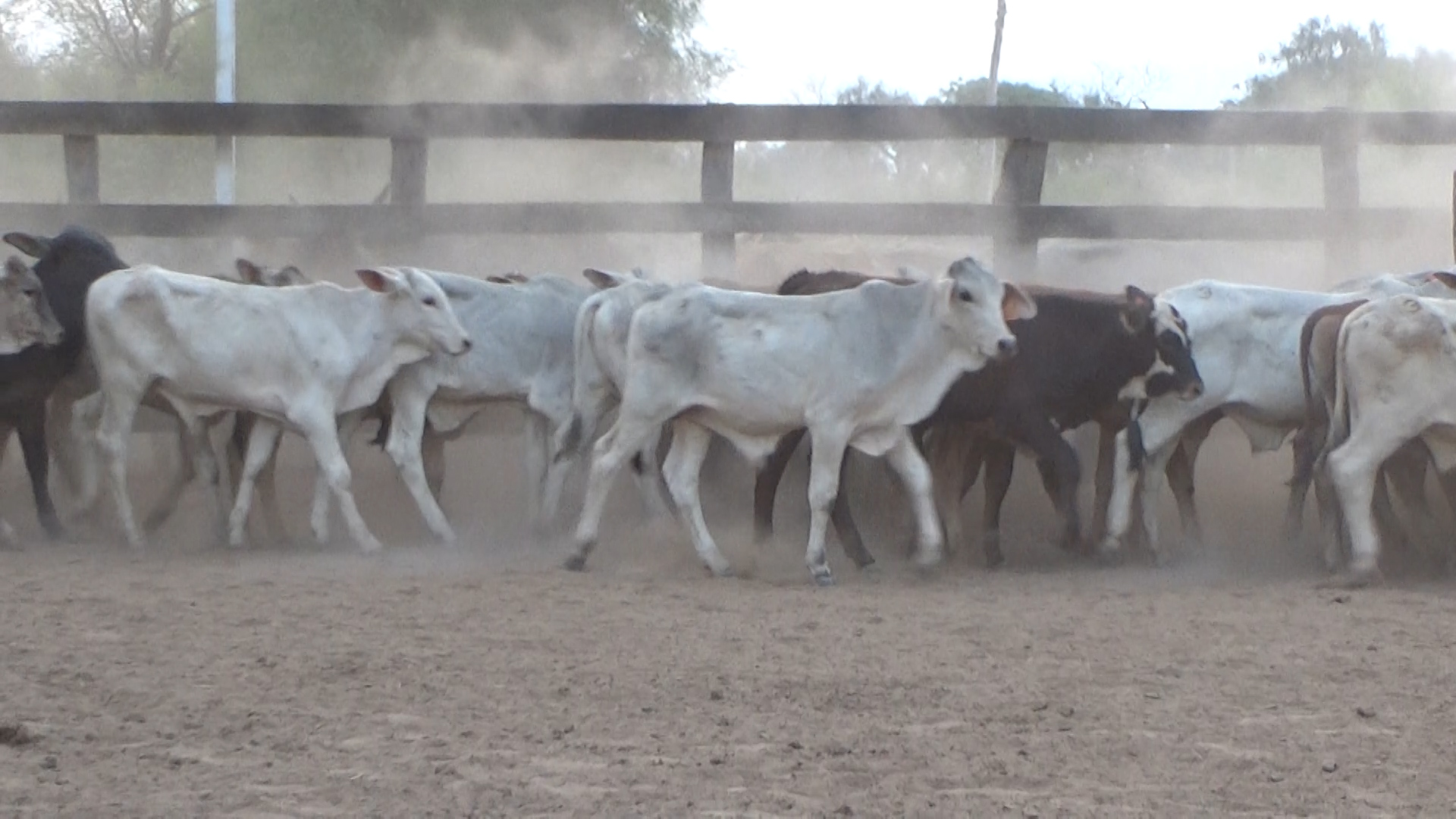 Lote 23 - N° insp. 5771 — EVERDEM