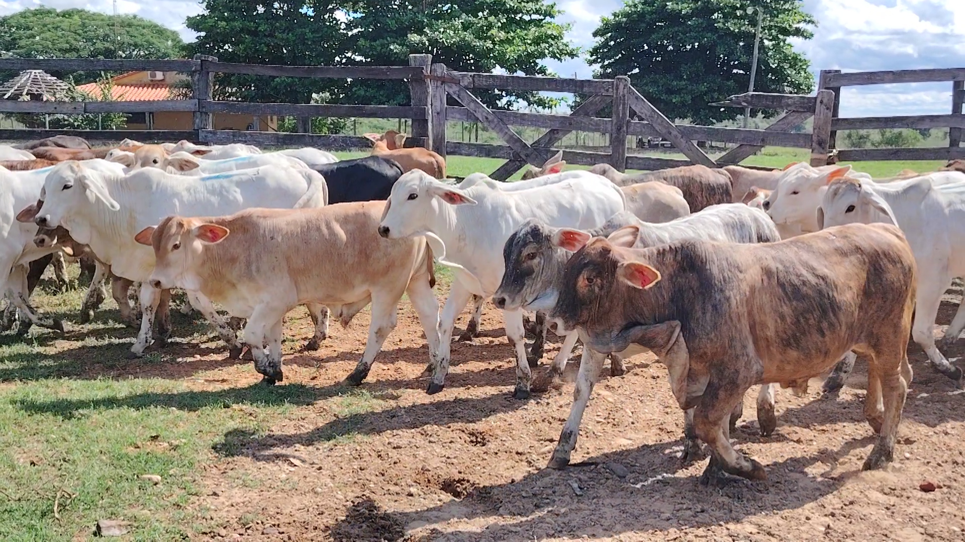 Lote 2 - N° insp. 5736 — EVERDEM