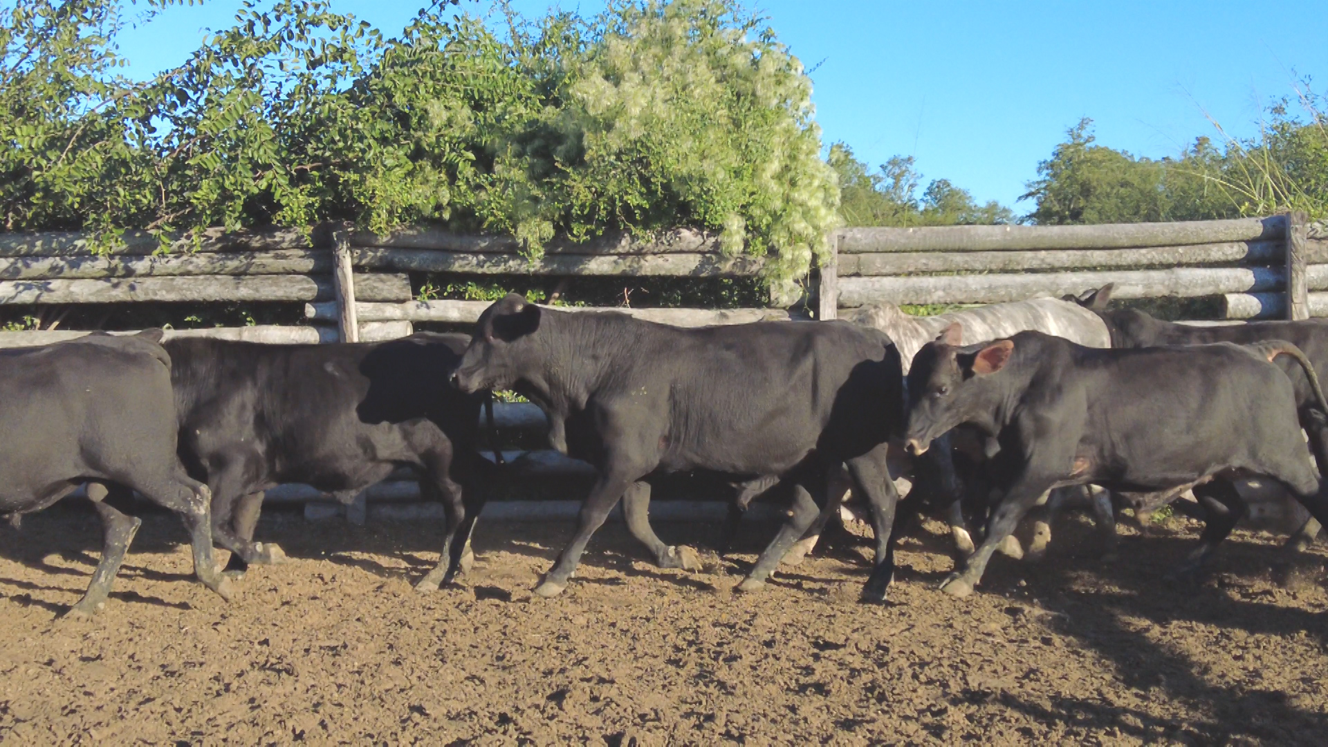 Lote 23 - N° insp. 5901 — EVERDEM