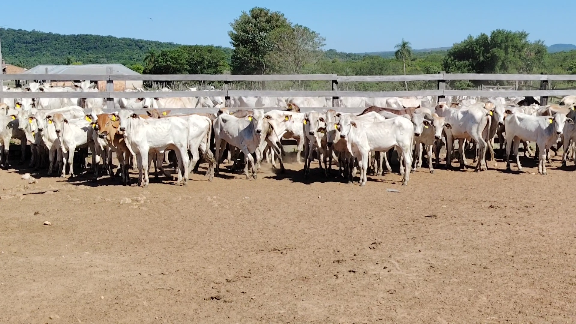 Lote 1 - N° insp. 5973 — EVERDEM
