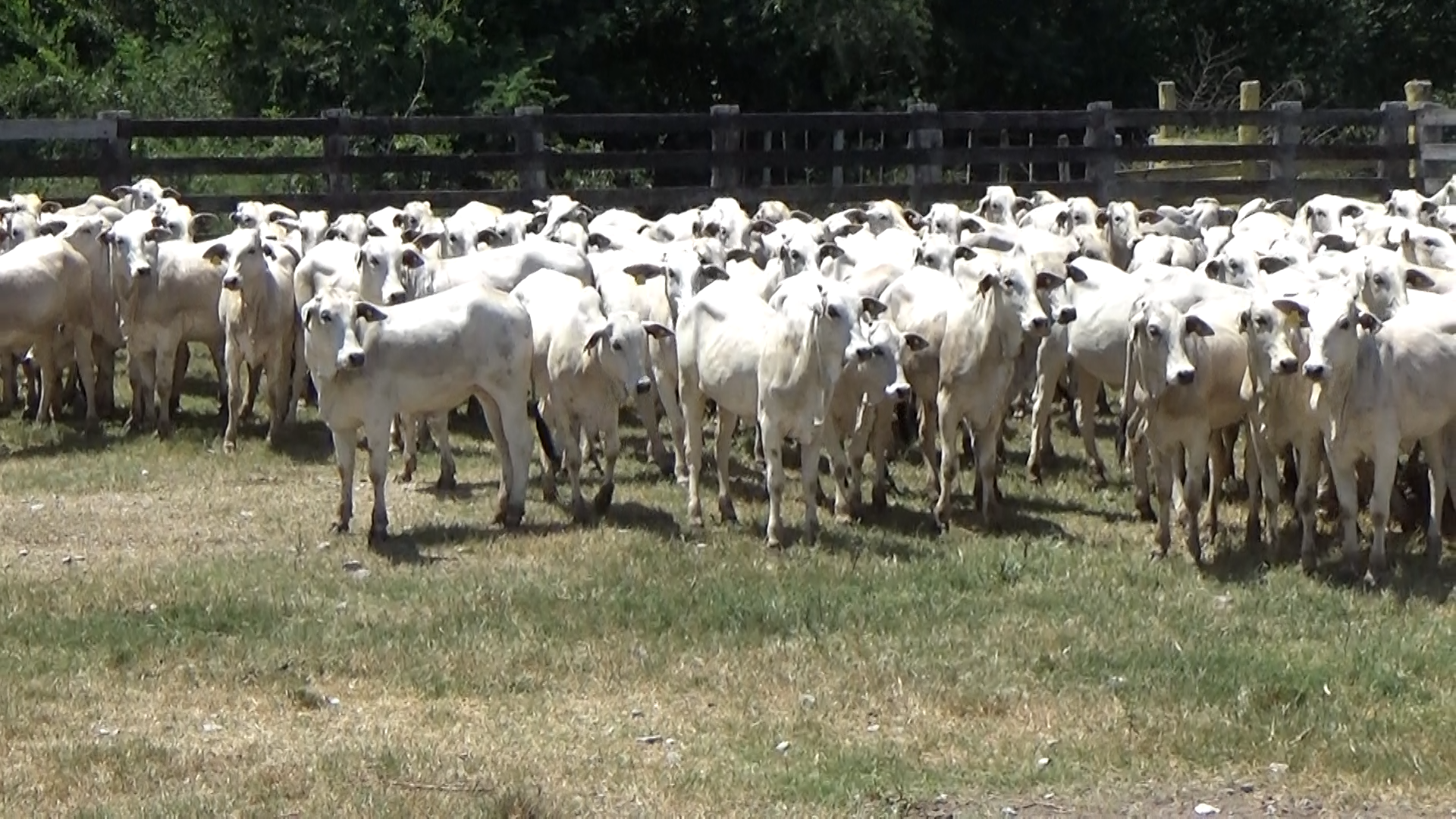 Lote 45 - N° insp. 5980 — EVERDEM